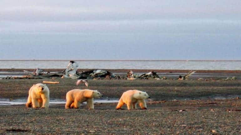 Trump administration approves oil drilling in Alaska's Arctic National ...