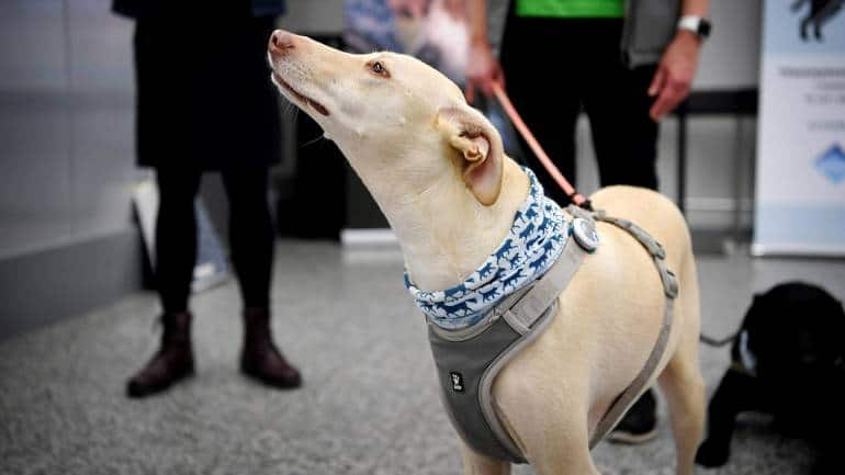 Monkeypox can spread to pet dogs: Doctors report