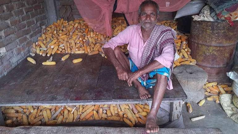 How COVID-19 has amplified woes of Bihar's maize farmers