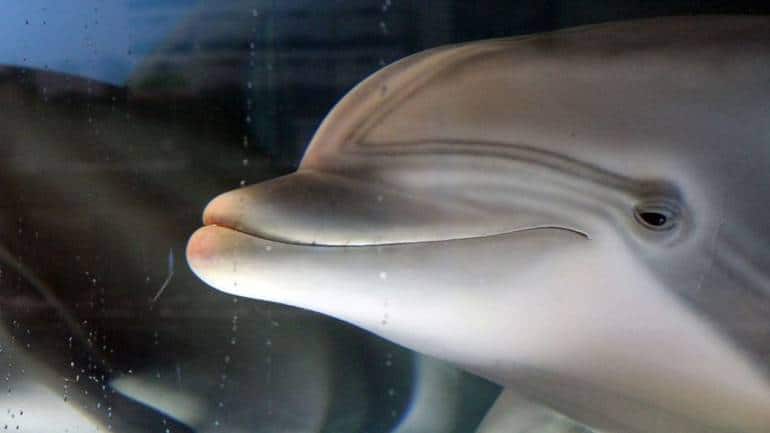 The robot dolphin that could replace captive animals at theme parks one day