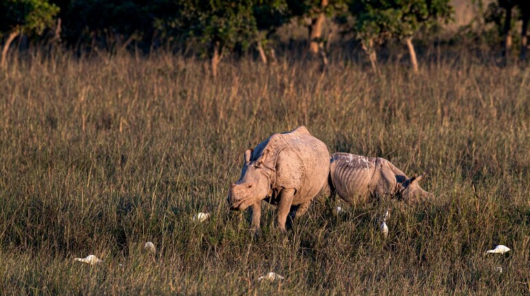 Global wildlife populations have sunk 69% since 1970: WWF report