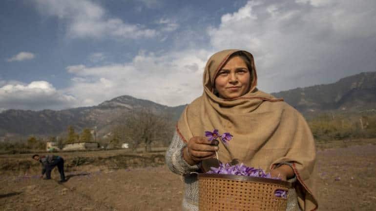 From a flower in Kashmir comes a precious spice - Saffron; here's how ...