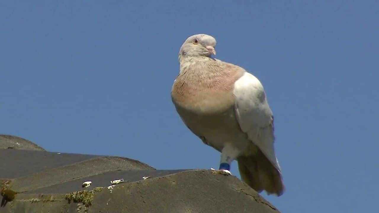 Pigeon with warning of IED strike at Jammu railway station captured ...