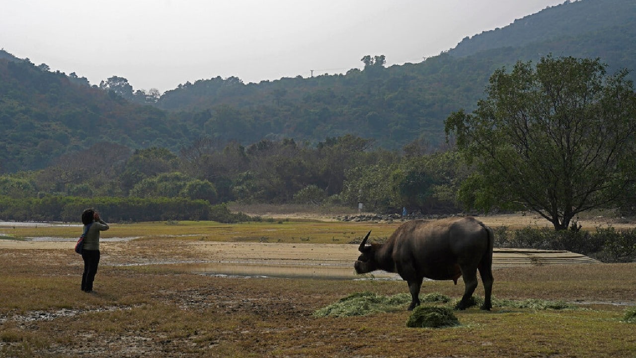 Chinese Year of Ox puts spotlight on Hong Kong's wild bovines