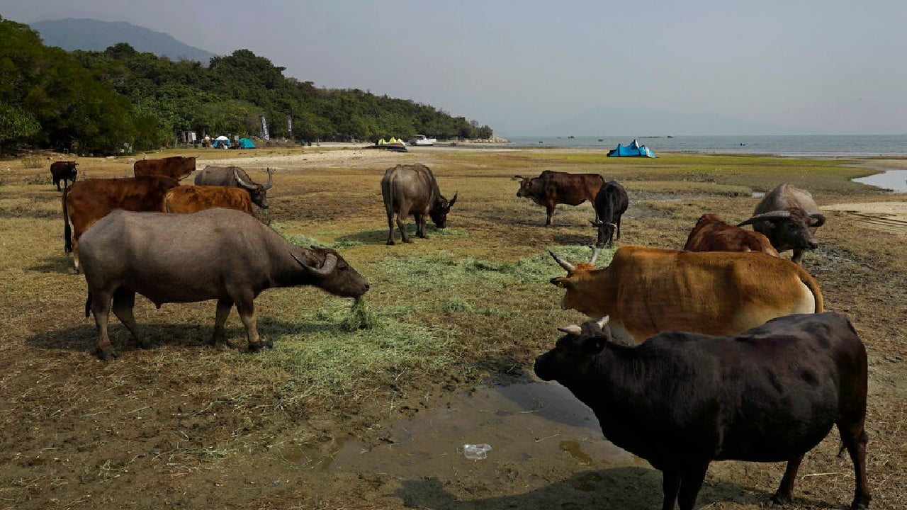 Chinese Year of Ox puts spotlight on Hong Kong's wild bovines ...