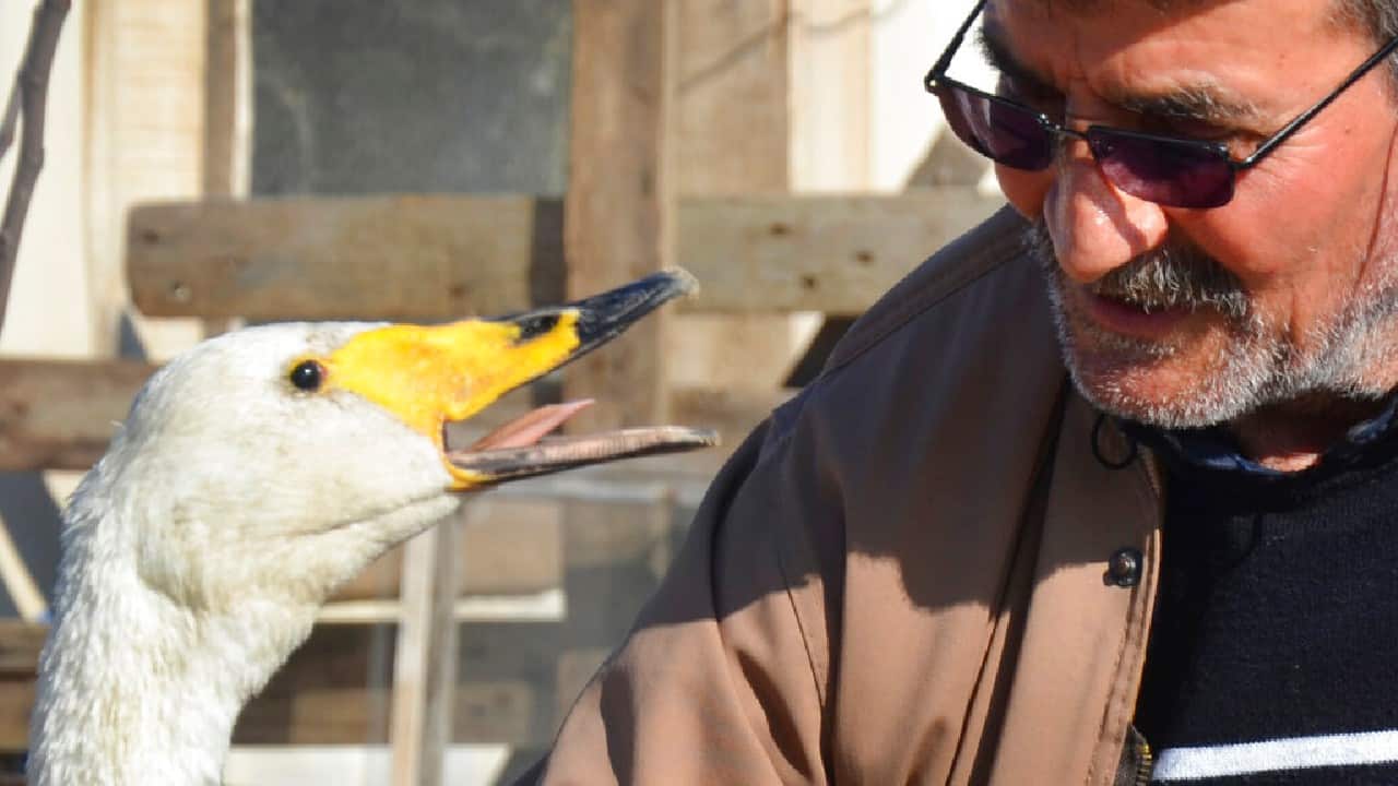 Turkish man strikes up 37-year friendship with swan | Moneycontrol News