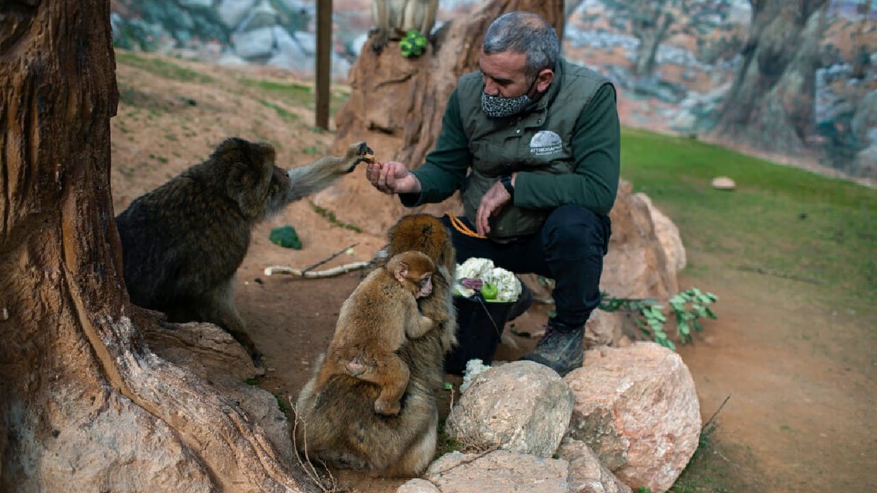 No income and 2,000 mouths to feed: Coronavirus lockdown squeezes Greek zoo