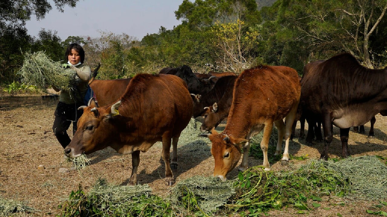 Chinese Year of Ox puts spotlight on Hong Kong's wild bovines ...