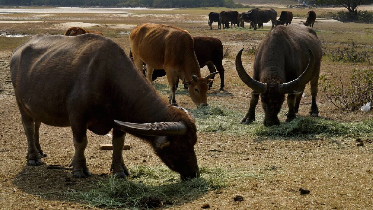 Chinese Year of Ox puts spotlight on Hong Kong's wild bovines ...