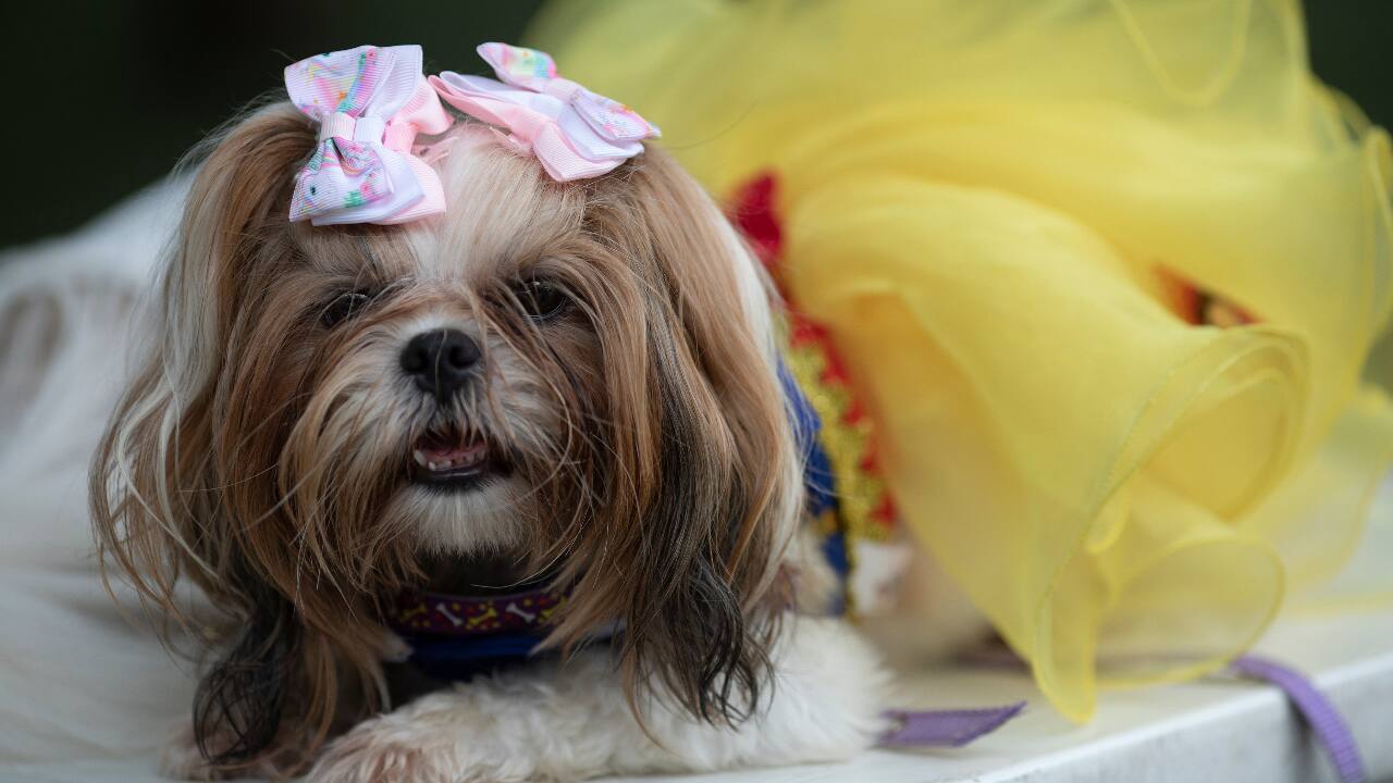 Rio de Janeiro carnival cancelled for humans amid COVID-19, dogs steal ...