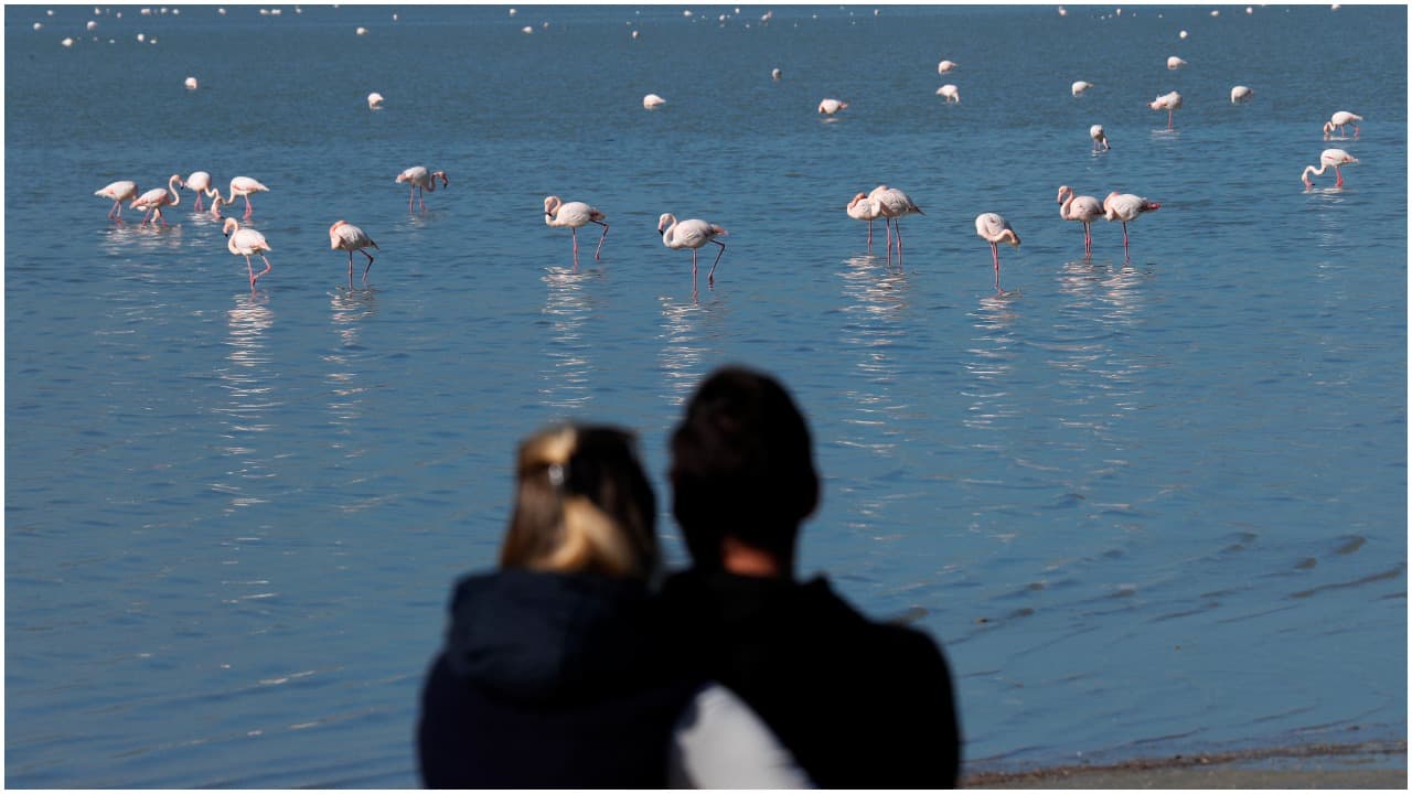 Cyprus activists: Hunters' lead pellets threaten flamingos ...