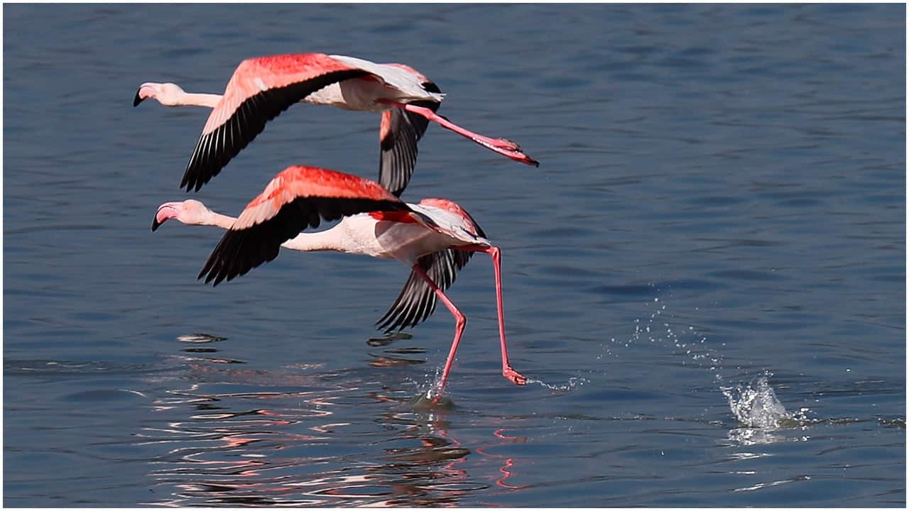 Cyprus activists: Hunters' lead pellets threaten flamingos