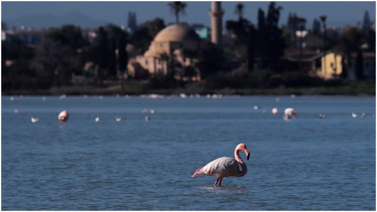 Cyprus activists: Hunters' lead pellets threaten flamingos ...