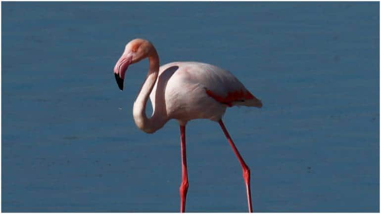 Cyprus activists: Hunters' lead pellets threaten flamingos