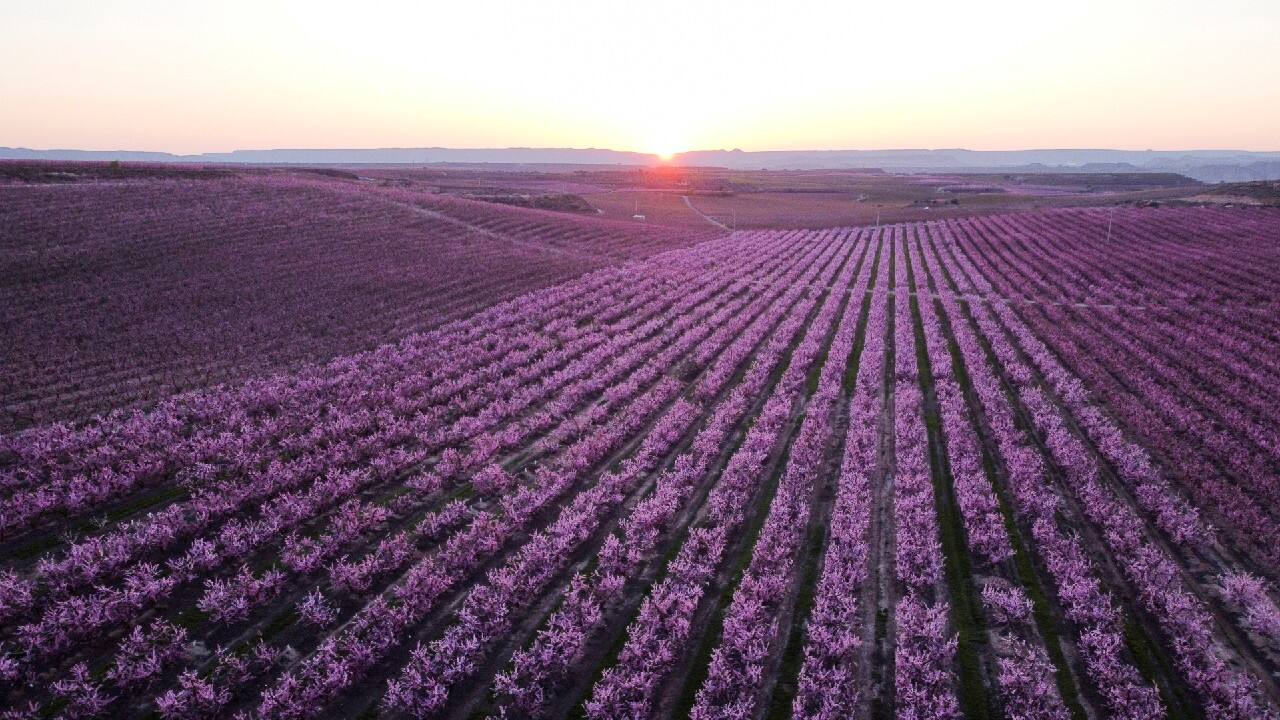 Spring in blossom; some spectacular pictures from around the world ...
