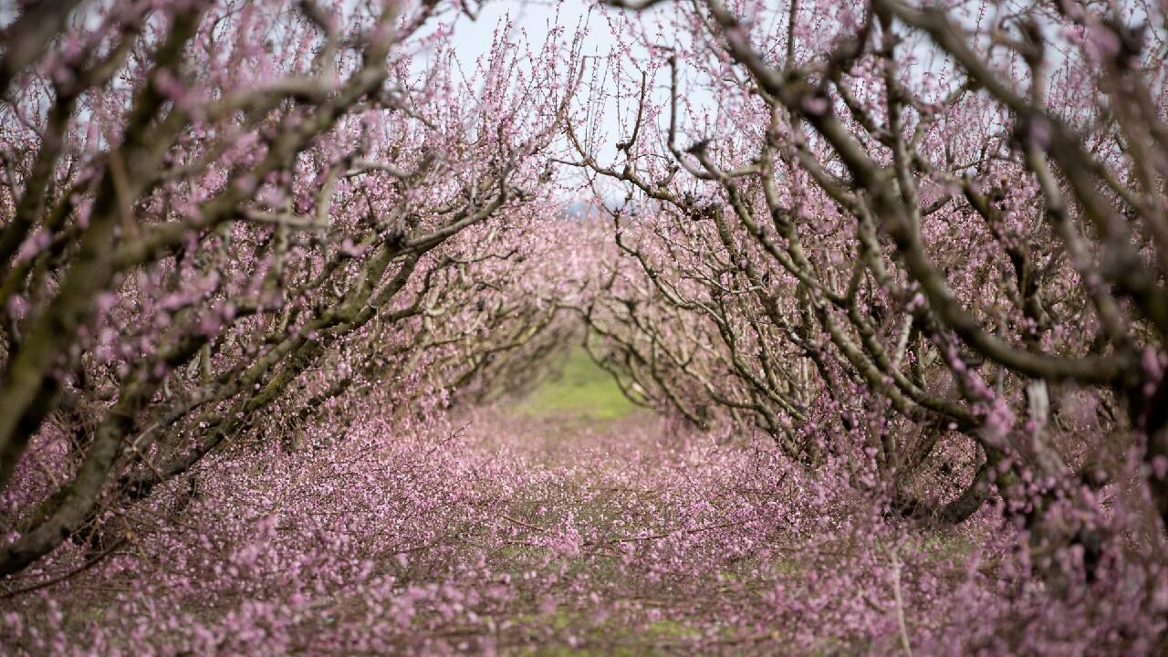 Spring in blossom; some spectacular pictures from around the world ...