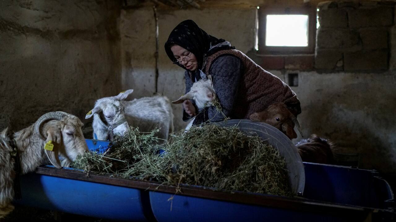 Turkish olive farmer battles to save her land from coal mine ...