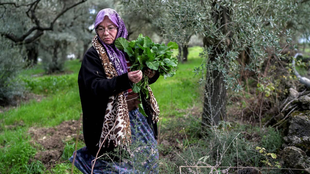 Turkish olive farmer battles to save her land from coal mine