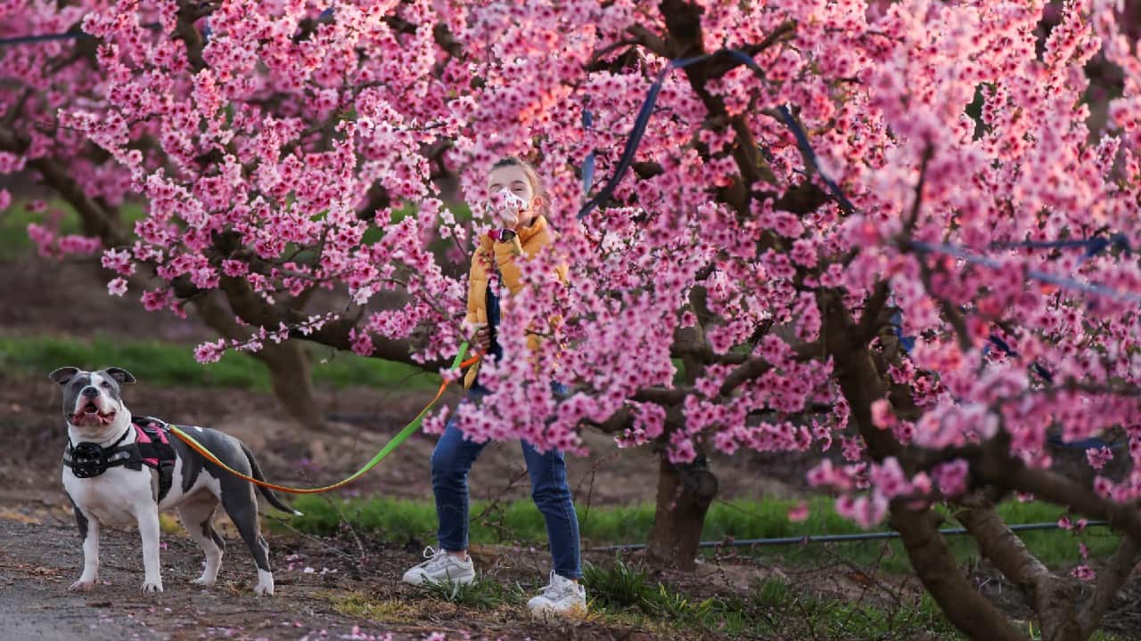 Spring in blossom; some spectacular pictures from around the world