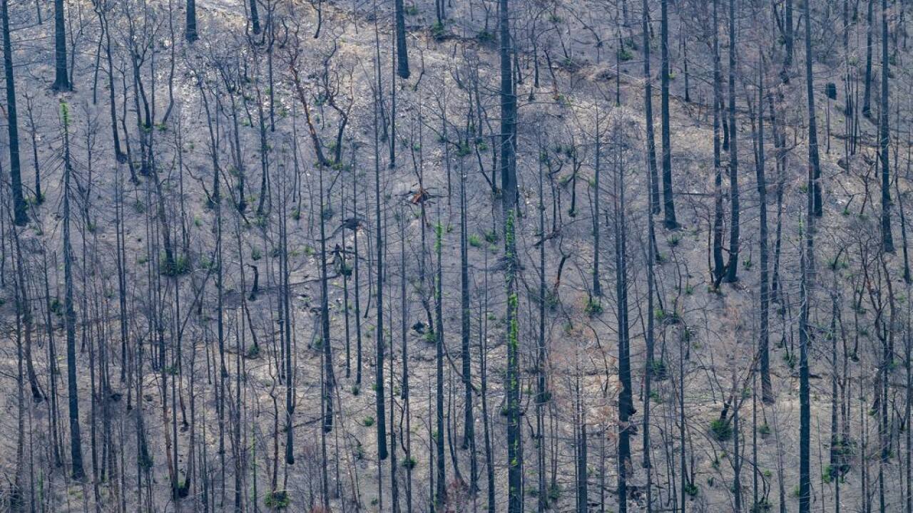 In pics | Resilient redwood forest a beacon of hope for California ...