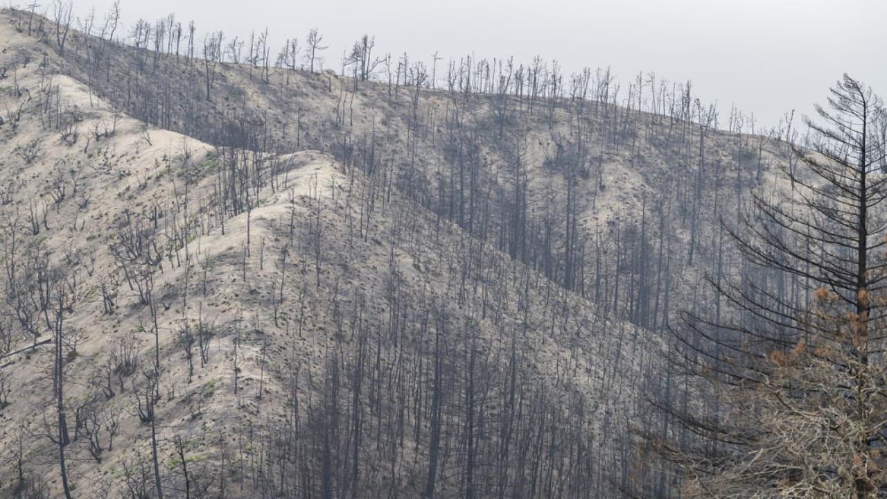 In pics | Resilient redwood forest a beacon of hope for California