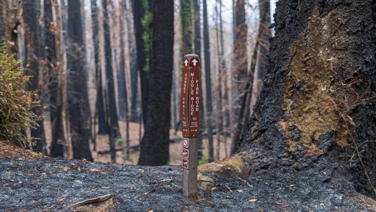 In pics | Resilient redwood forest a beacon of hope for California