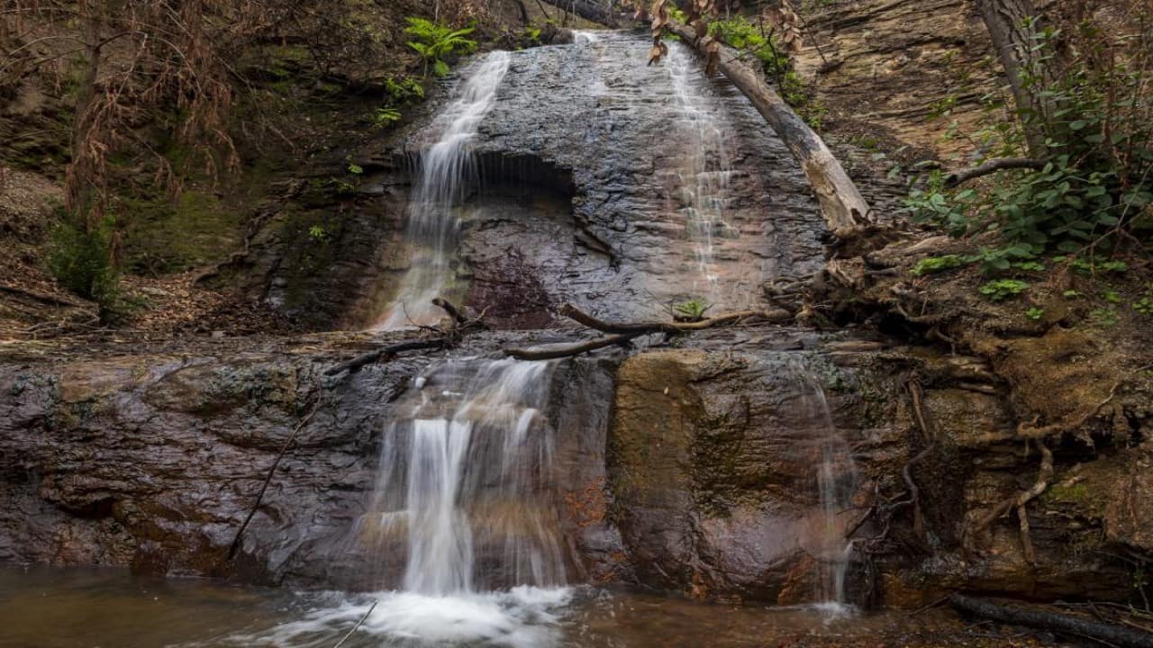 In pics | Resilient redwood forest a beacon of hope for California