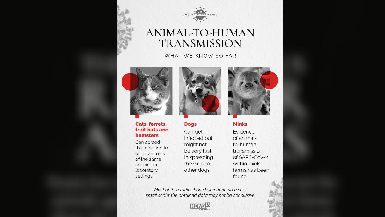 COVID-19 | Virus risk for animals: All you need to know