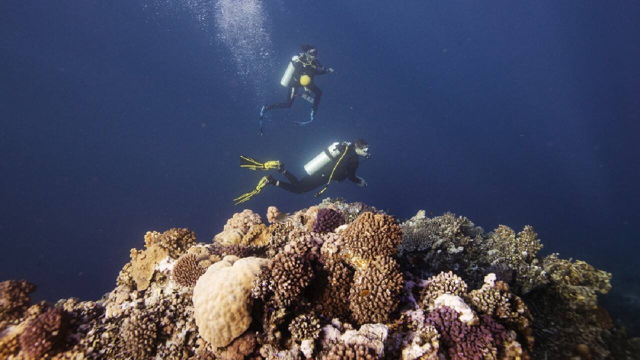 Under the sea pictures with scientists fighting climate change