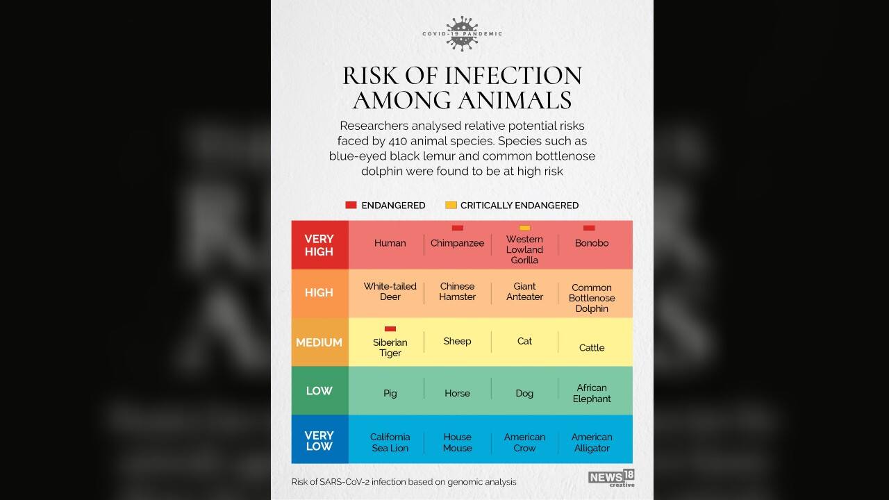 COVID-19 | Virus risk for animals: All you need to know