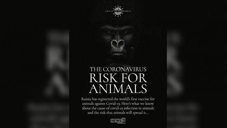 COVID-19 | Virus risk for animals: All you need to know