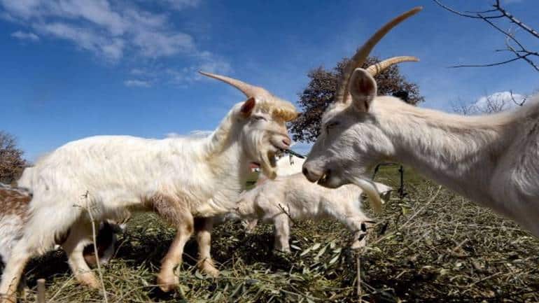 Croatia acts to save its iconic Istrian goat