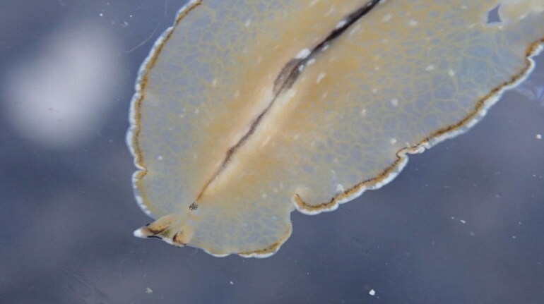 New marine flatworm from rare group discovered from the coral atolls of ...