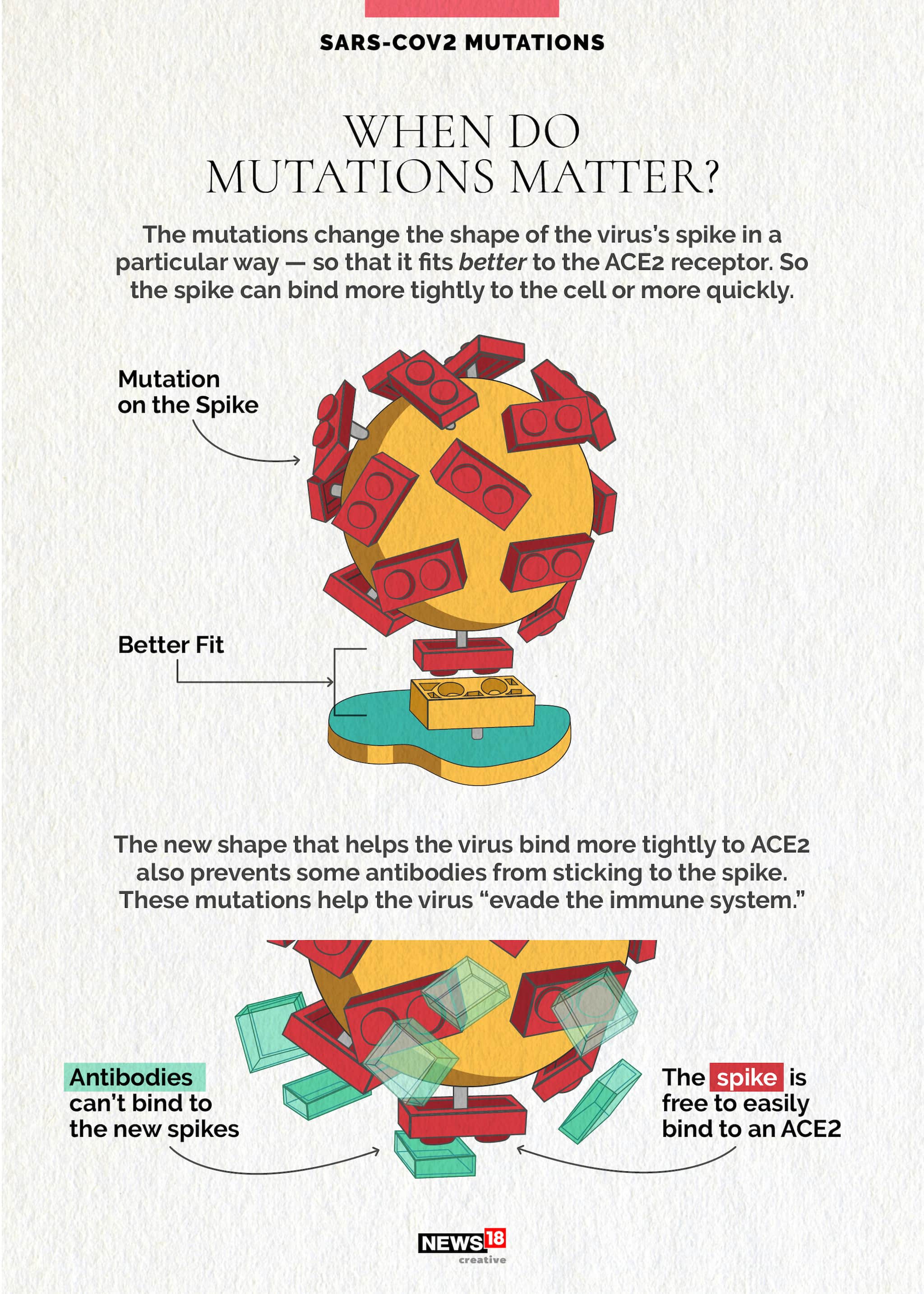 COVID-19 | Coronavirus mutations and what they mean for the pandemic ...