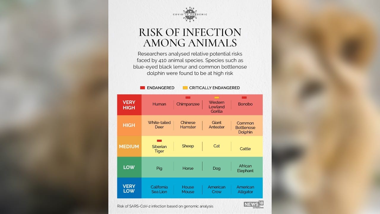 COVID-19 | What we know about coronavirus infection risk for animals ...