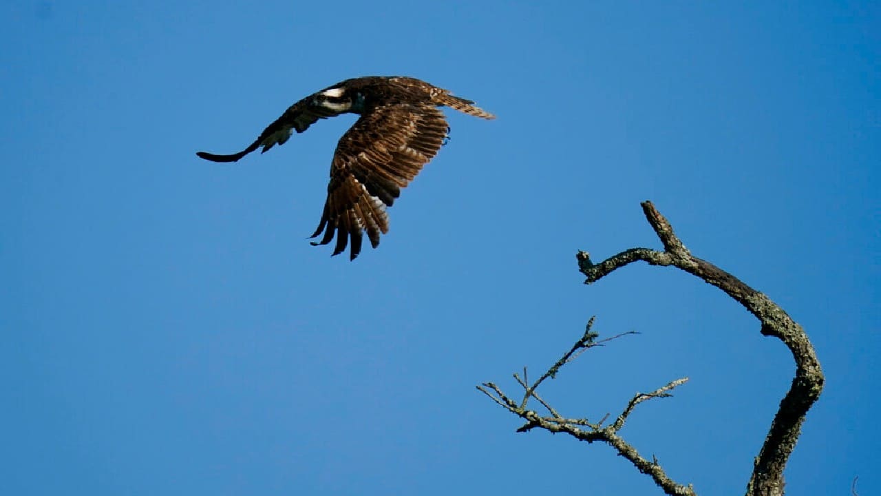 In Pics | Nature's beauty along Hog Bayou