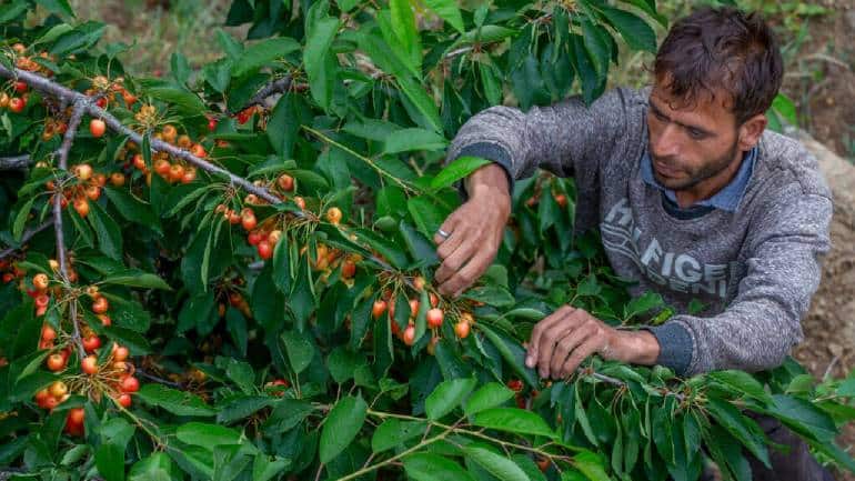 In pics | Cherry farming blooms in Kashmir, government to airlift ...
