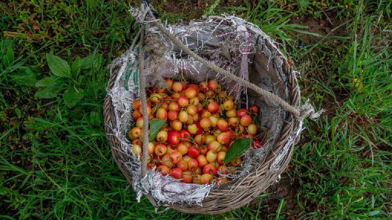 In pics | Cherry farming blooms in Kashmir, government to airlift ...