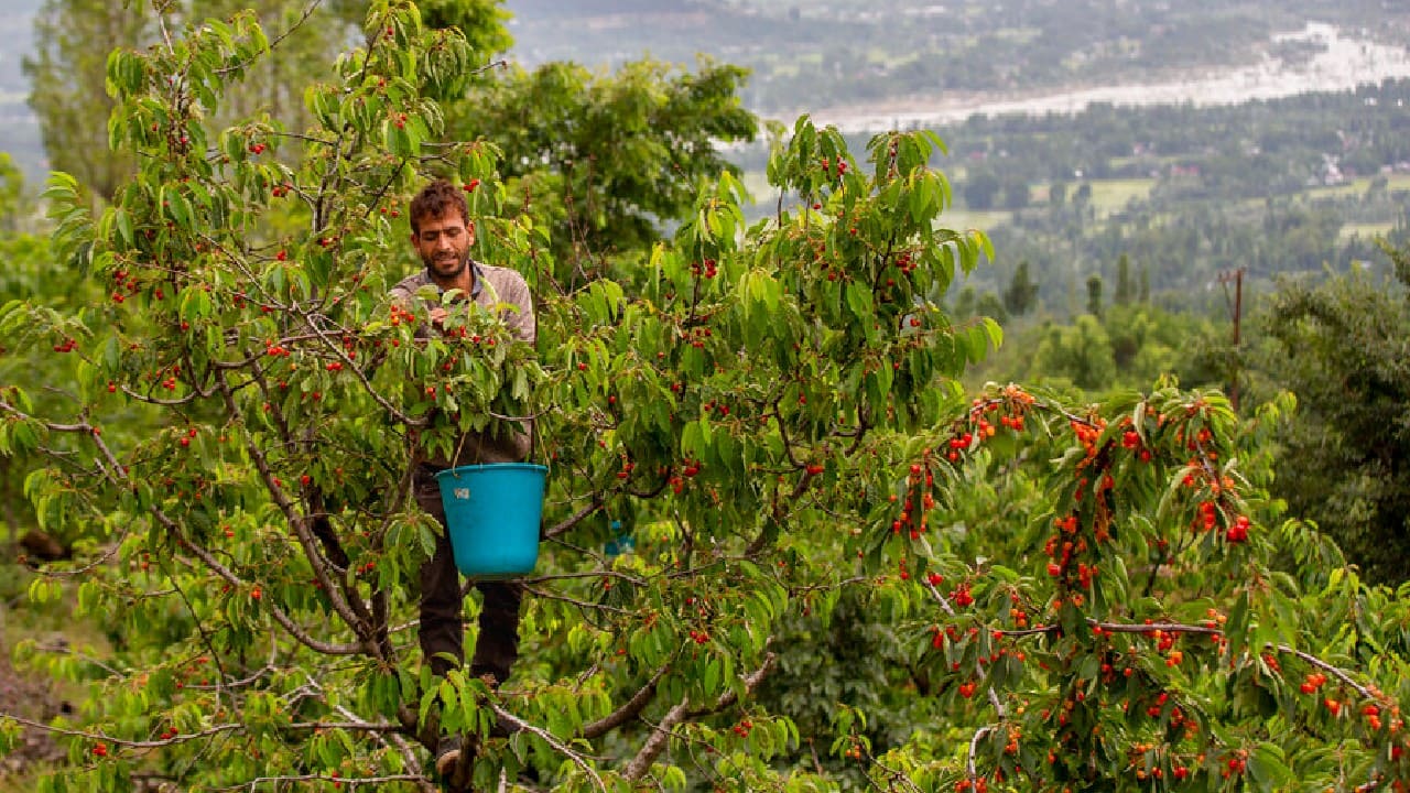 In pics | Cherry farming blooms in Kashmir, government to airlift ...