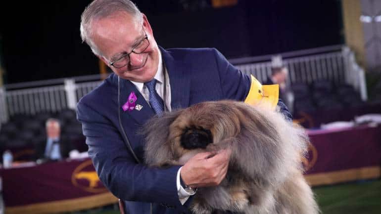 Wasabi the Pekingese wins best in show at Westminster: In pics