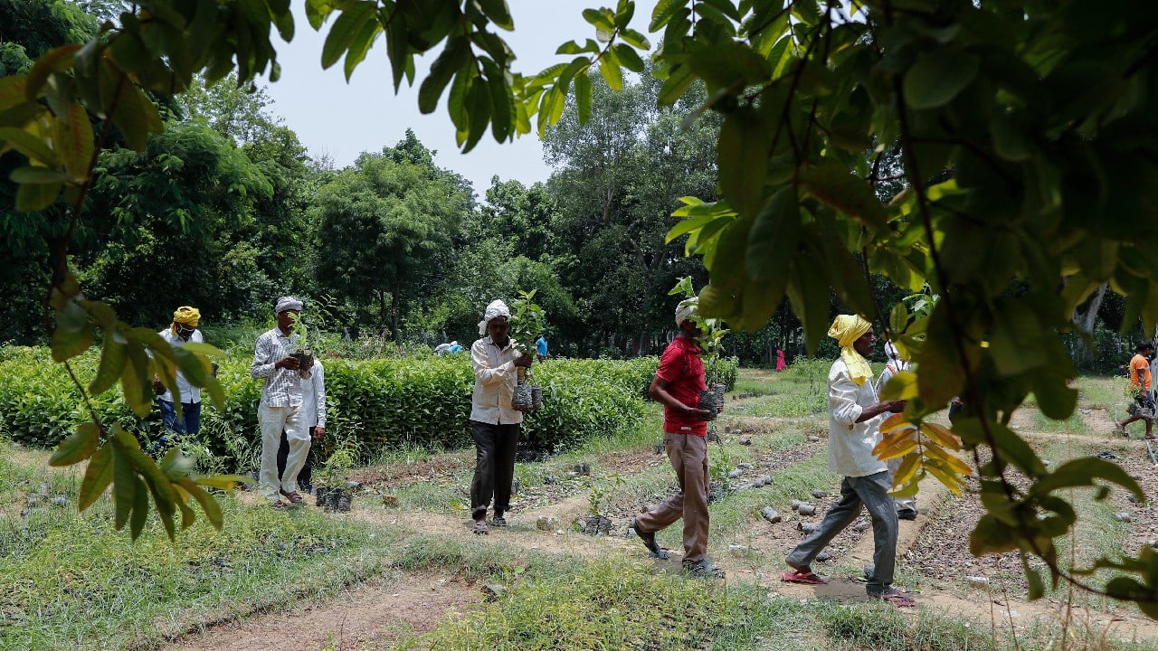 In pics | Indians plant 250 million saplings as part of mass tree ...
