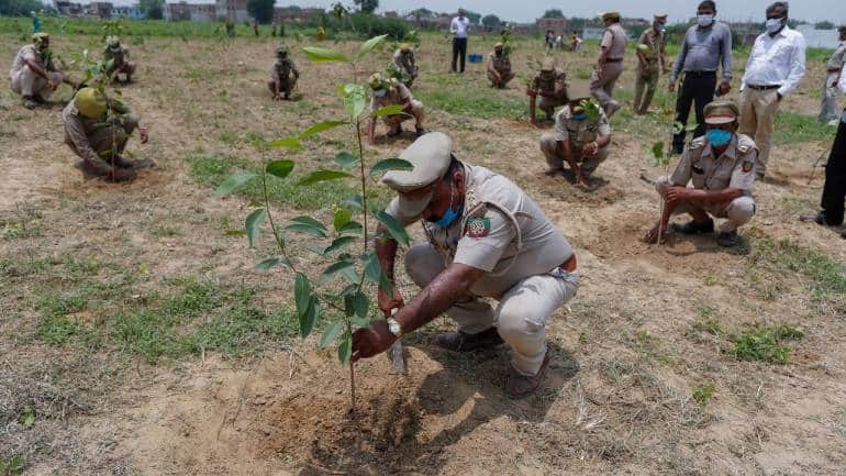 Tree transplantation audit begins in Delhi