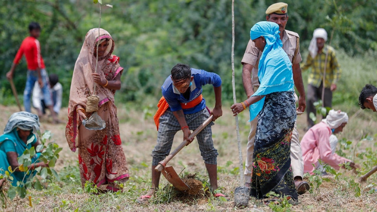In pics | Indians plant 250 million saplings as part of mass tree ...