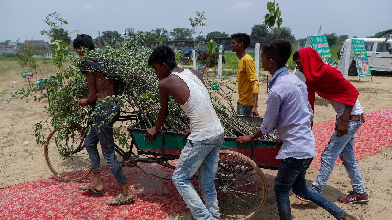 In pics | Indians plant 250 million saplings as part of mass tree ...