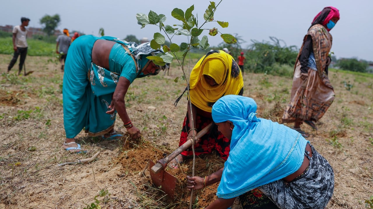 In pics | Indians plant 250 million saplings as part of mass tree ...