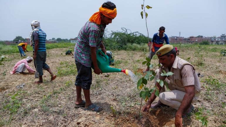 In pics | Indians plant 250 million saplings as part of mass tree ...