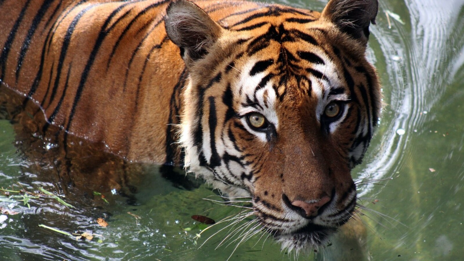 Mega Tiger