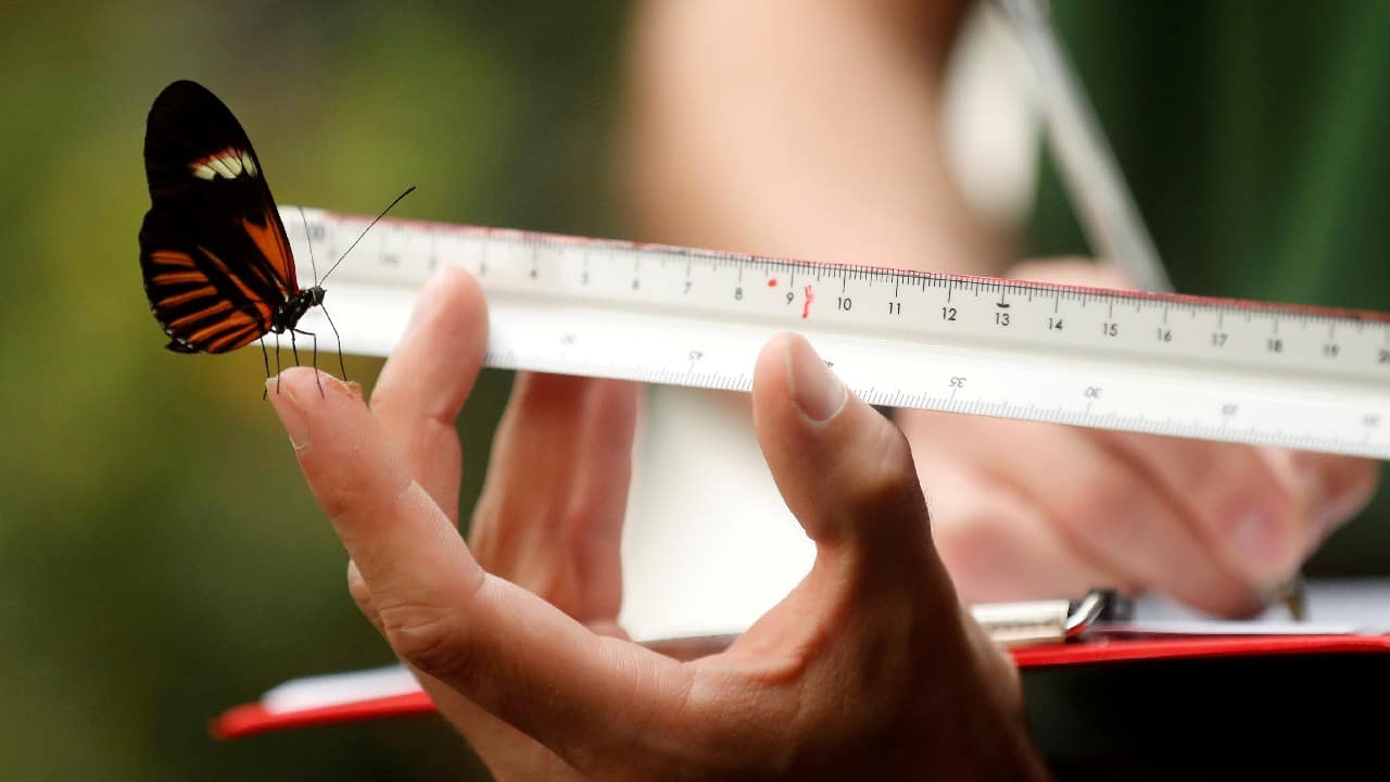 The great British animal weigh-in