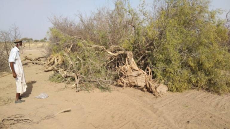 Rajasthan’s orans and bustards under threat from green energy ...