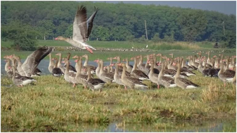 4 more Indian sites added to Ramsar list as wetlands of international ...